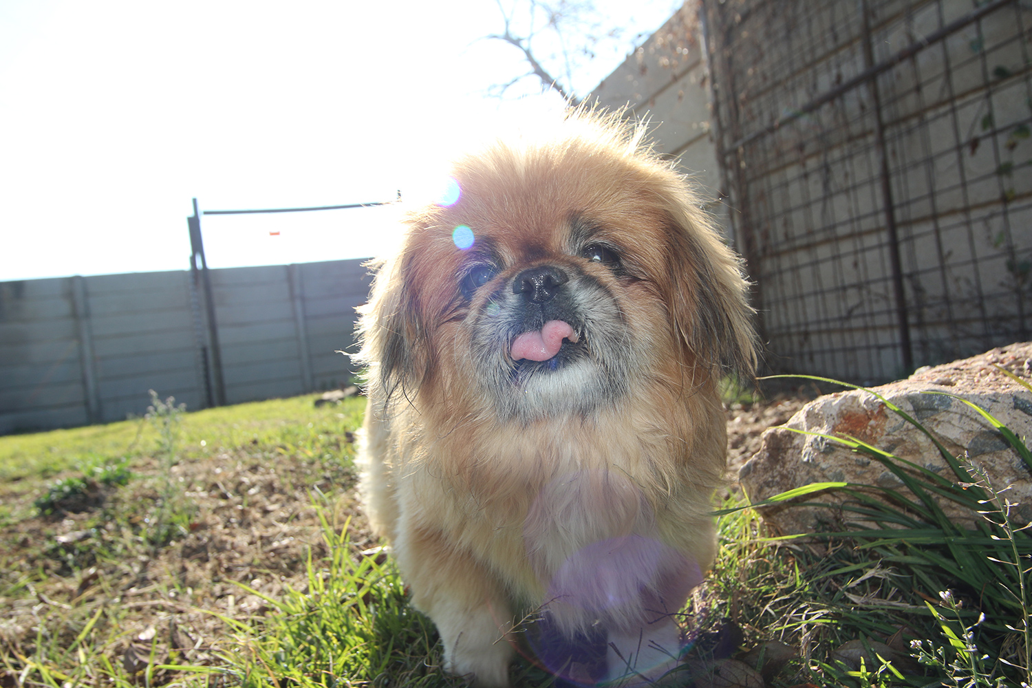 AACL – Animal Anti-Cruelty League