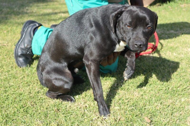 Dogs for Adoption in Johannesburg - AACL