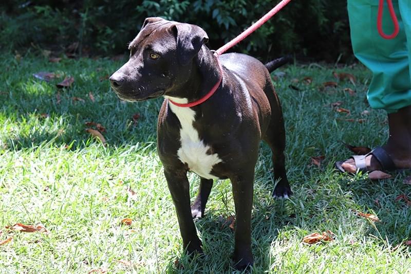 Dogs for Adoption in Durban – AACL