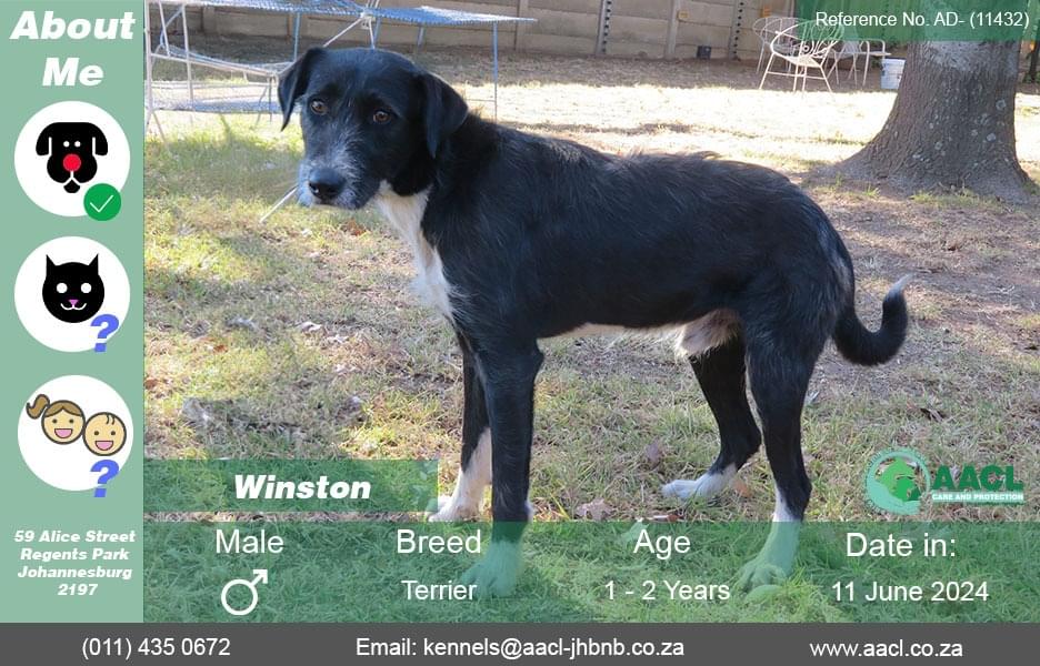 Winston – AACL